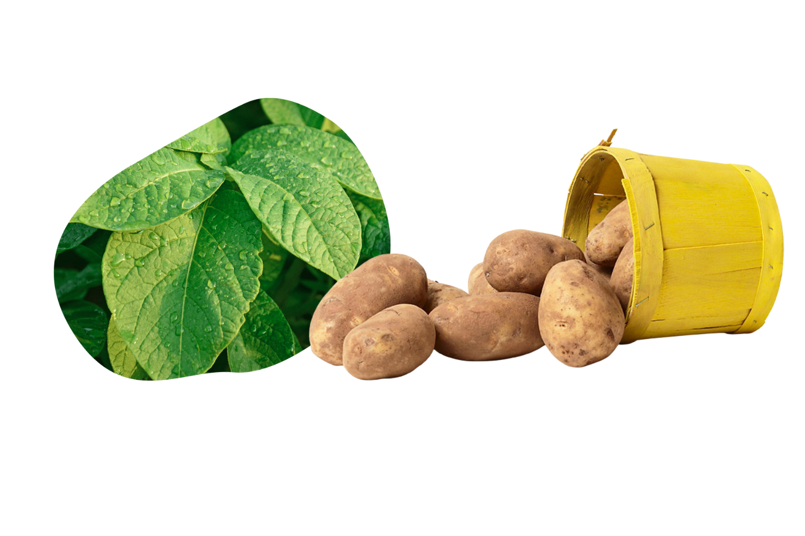 Potato Farming in Kenya: Detailed Guide For Good Returns