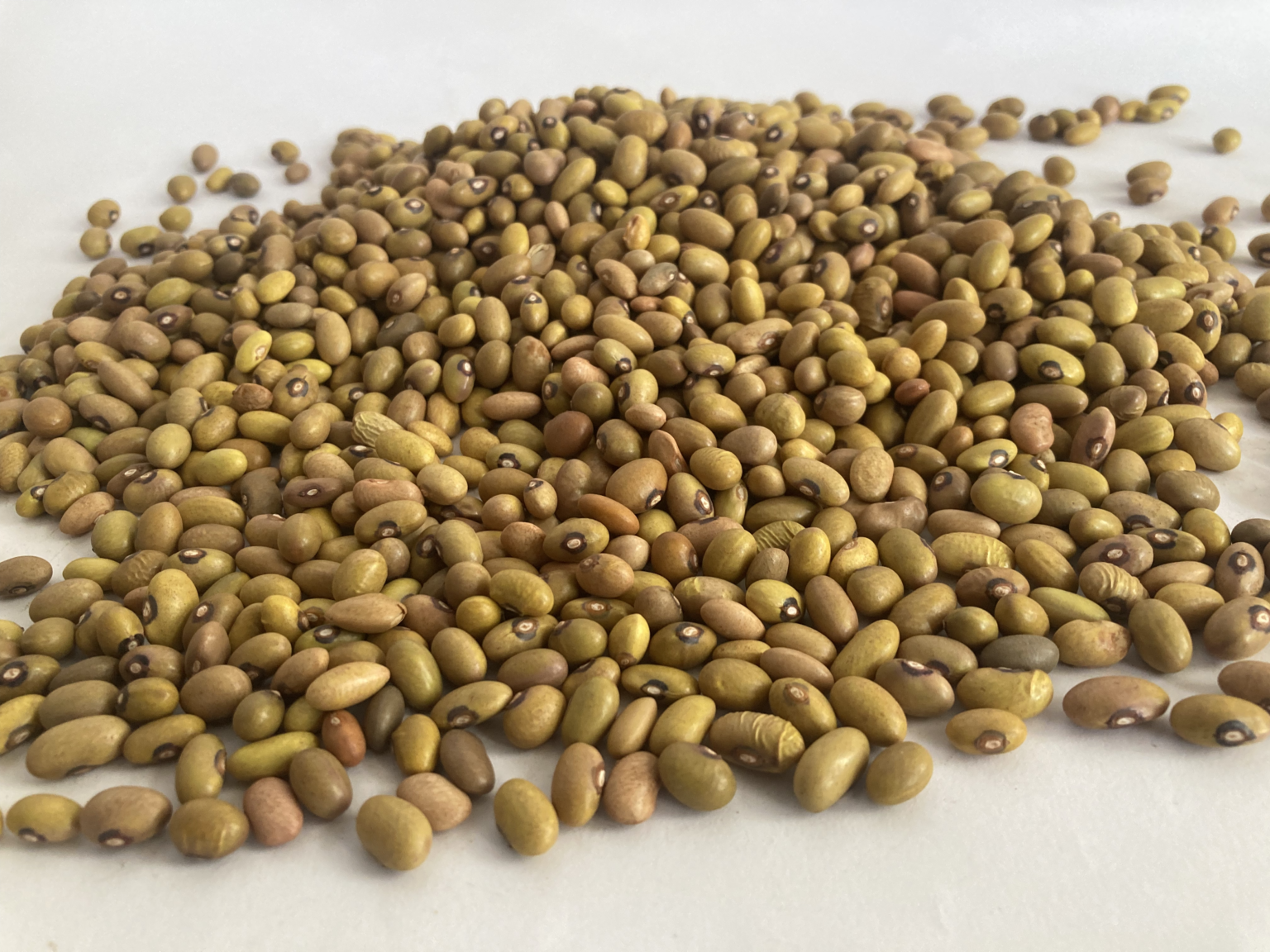 Bean Farming Guide [With Cost Estimates]