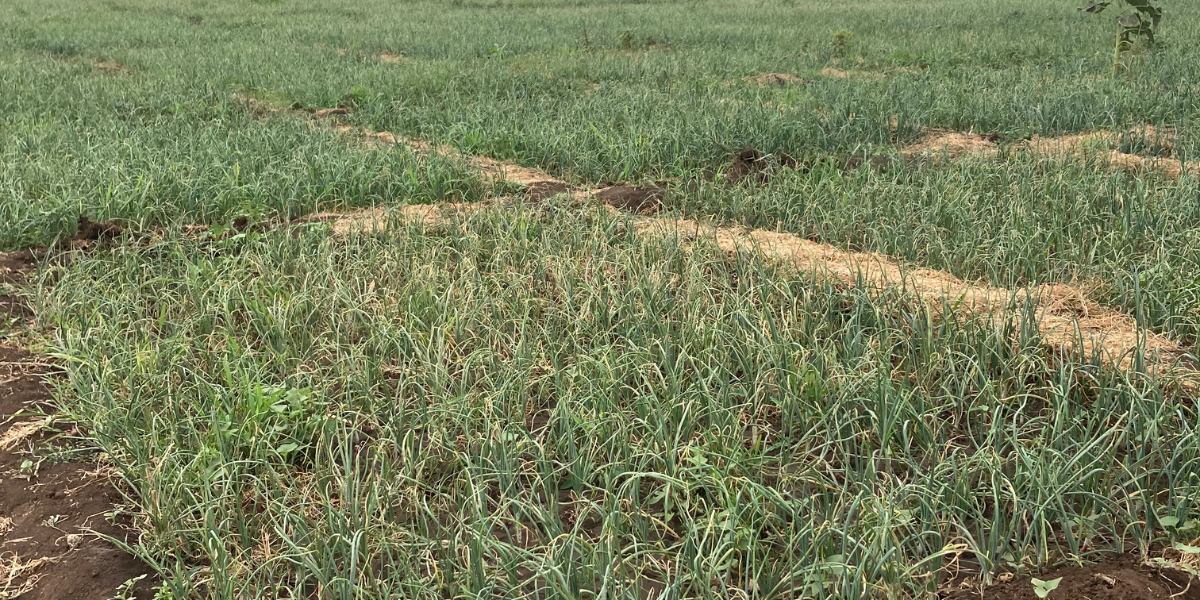 Detailed Guide to Onion Farming in Kenya